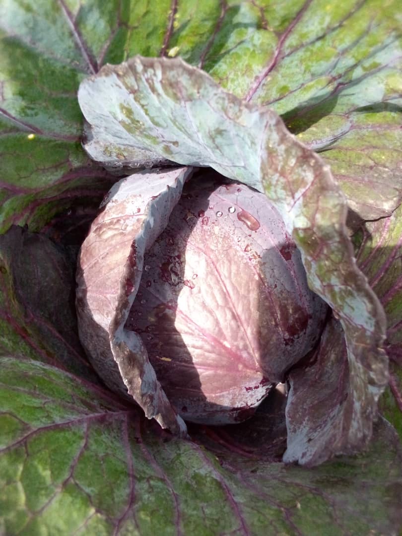 Our Produce - Miango Integrated Farms